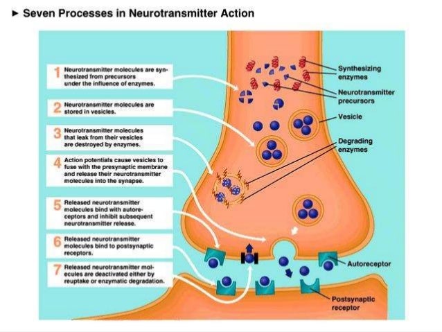 Monoamine neurotransmitters