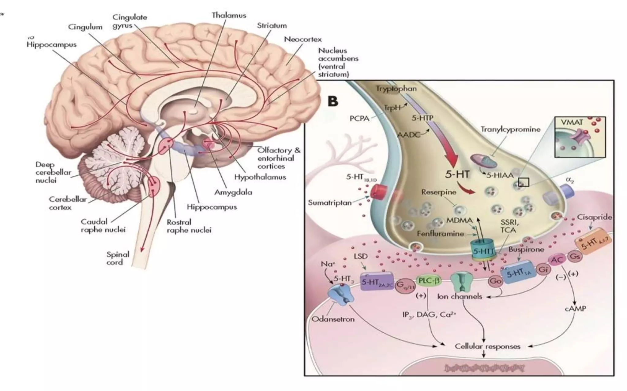 Monoamine Neurotransmitters-2.pptx