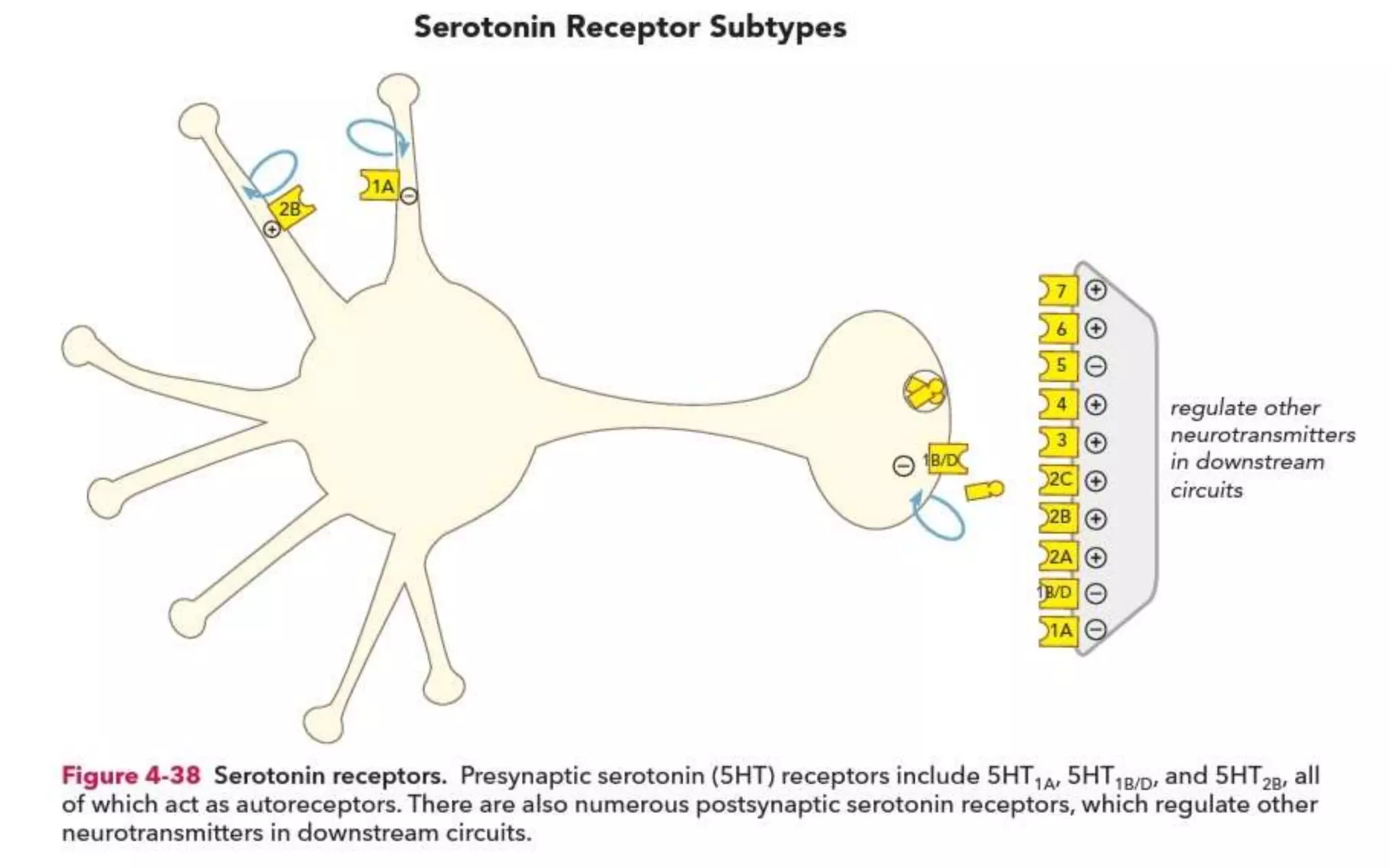 Monoamine Neurotransmitters-2.pptx