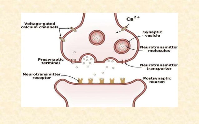 Monoamine Neurotransmitters-2.pptx