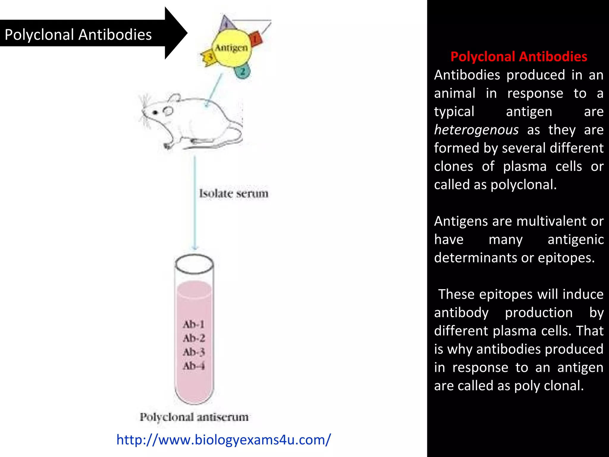 Monoclonal and Polyclonal antibodies | PPT