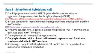 Monoclonal antibodies in e.coli