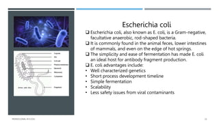 Monoclonal antibodies in e.coli