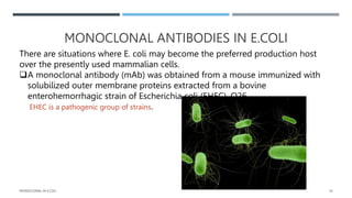 Monoclonal antibodies in e.coli