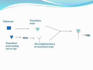 Monoclonal and abzymes | PPTX | Chemistry | Science