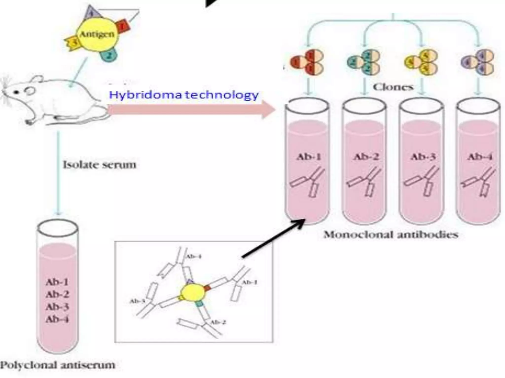 Monoclonal and polyclonal antibodies | PPT