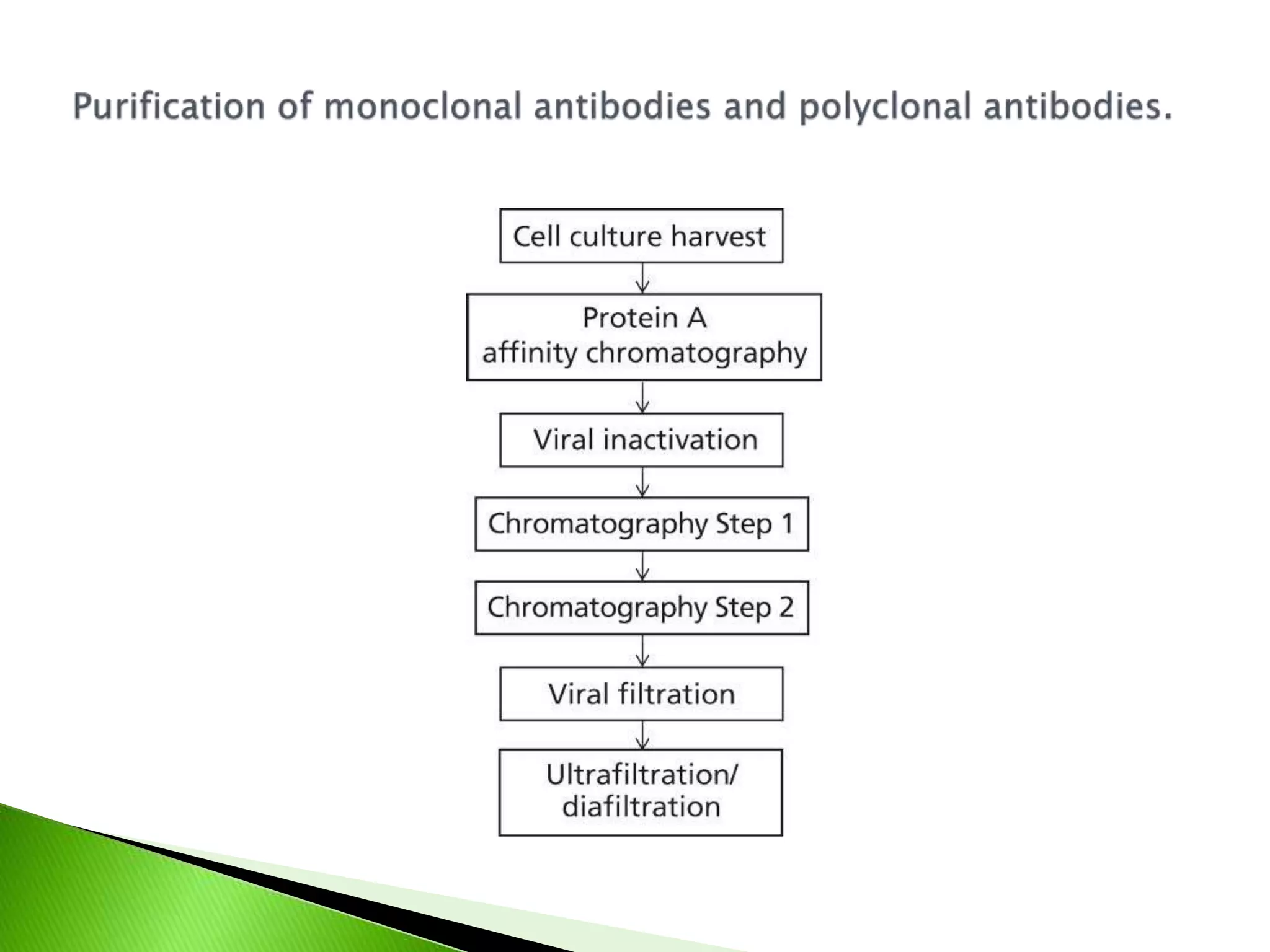 Monoclonal and polyclonal antibodies | PPT