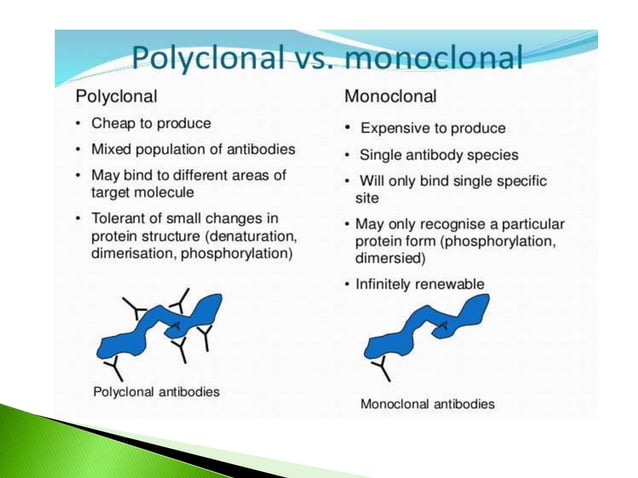 Monoclonal and polyclonal antibodies | PPT