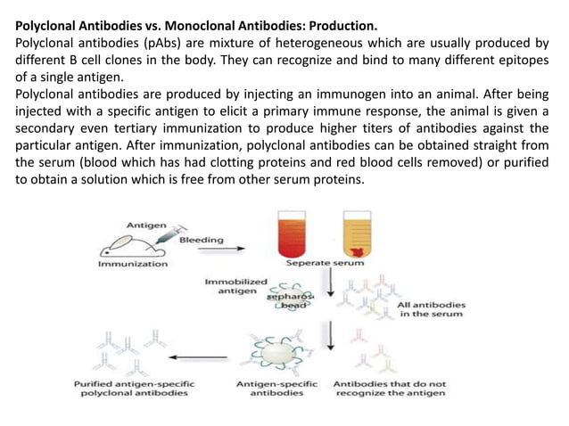 Monoclonal and polyclonal in diagnostics | PPT