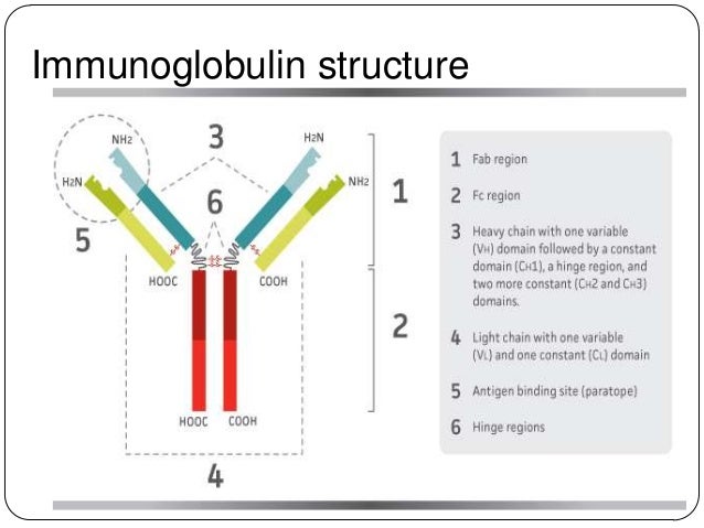 Monoclonal antibodies