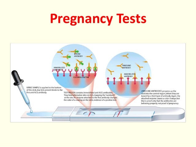 Monoclonal antibodies
