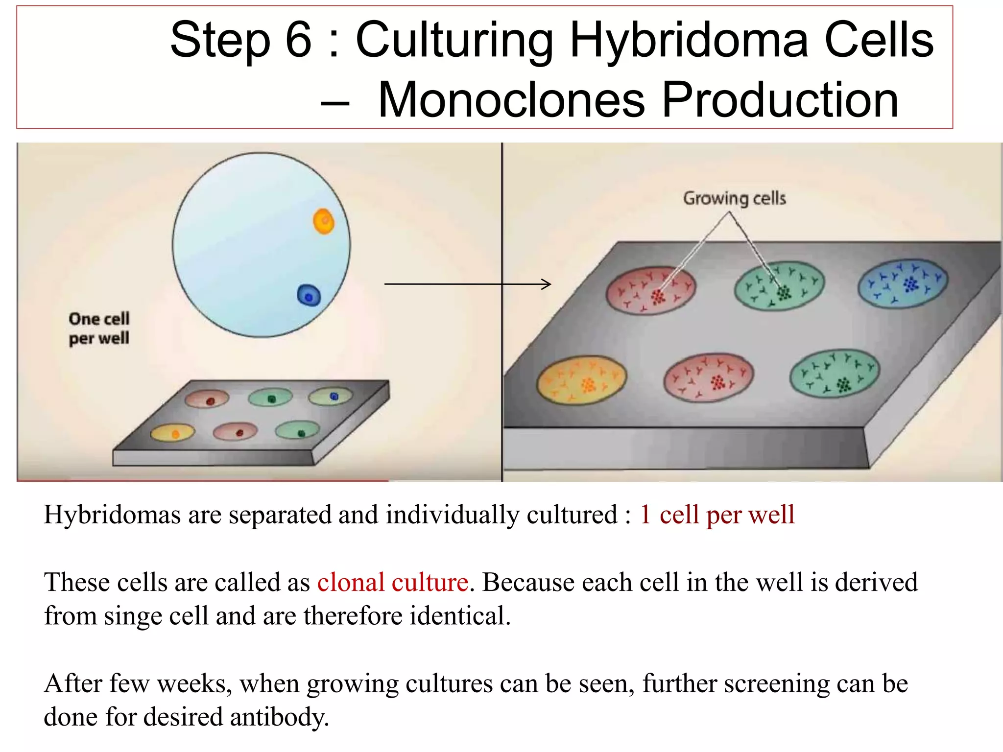 Monoclonal antibodies | PPTX