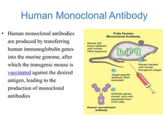 Humanized Monoclonal Antibody