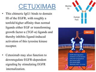 Humanized Monoclonal Antibody