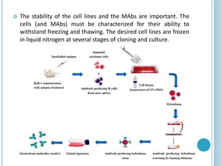 Monoclonal antibodies | PPT
