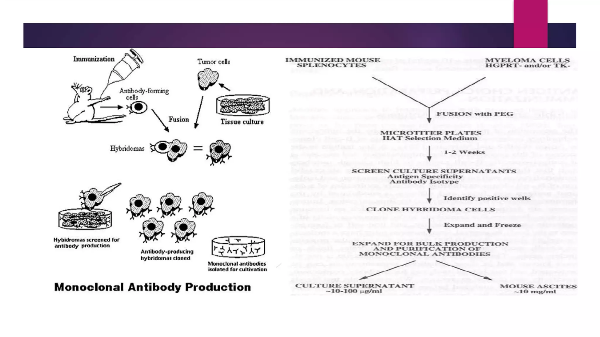 Monoclonal antibodies | PPTX