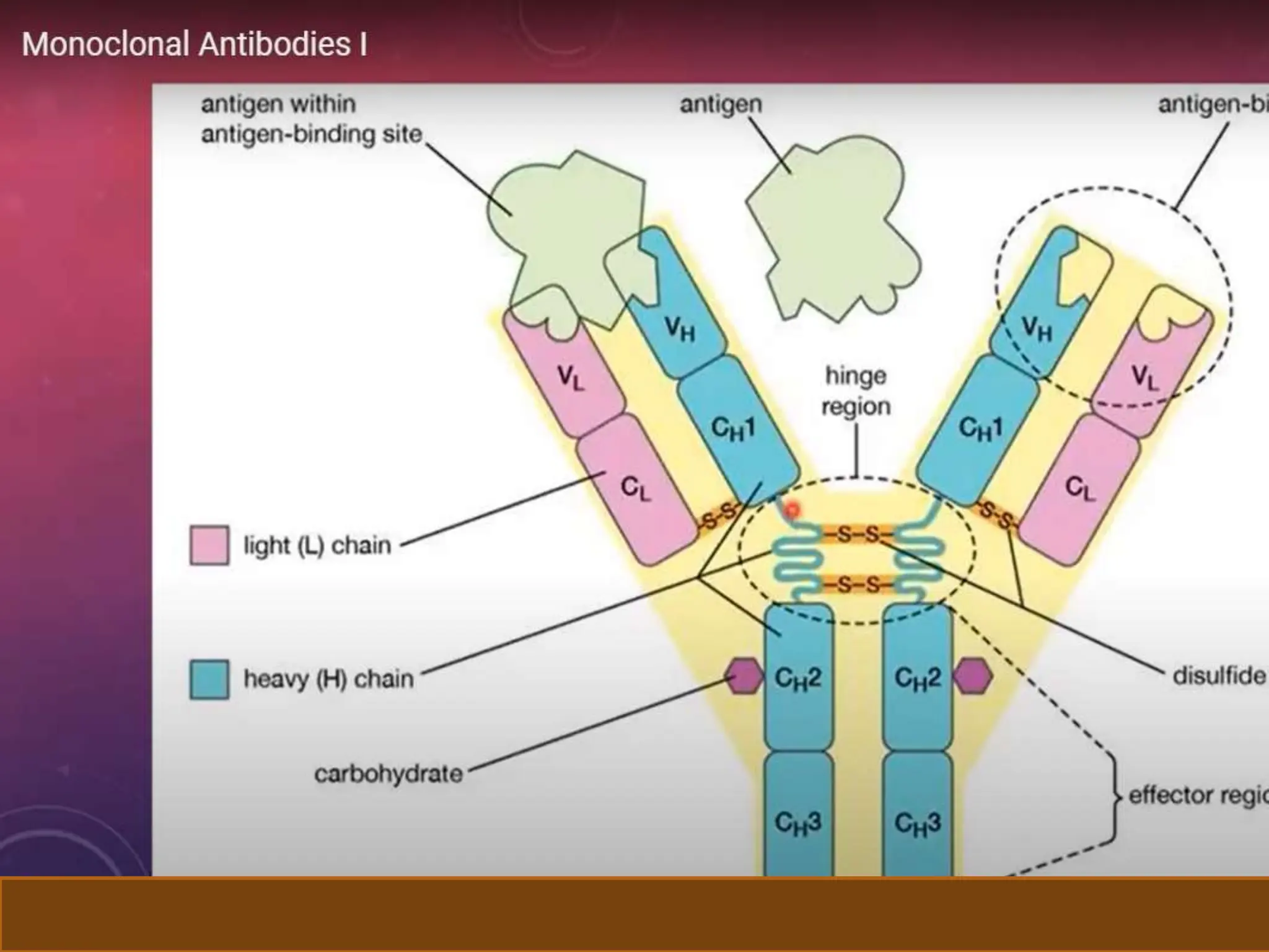 Monoclonal antibodies explanation .pptx