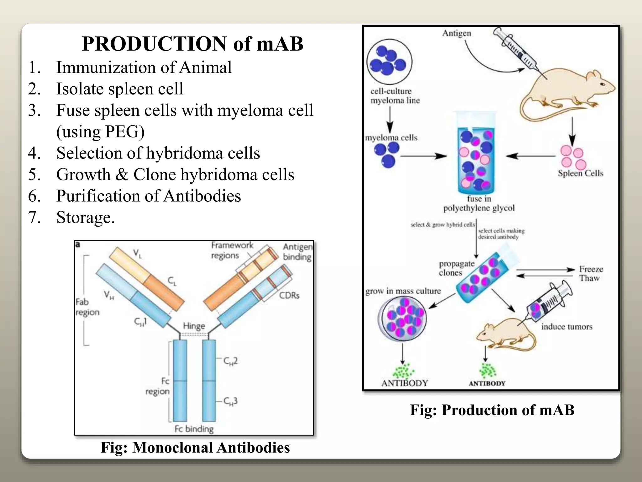 Monoclonal Antibodies and it's applications.pptx