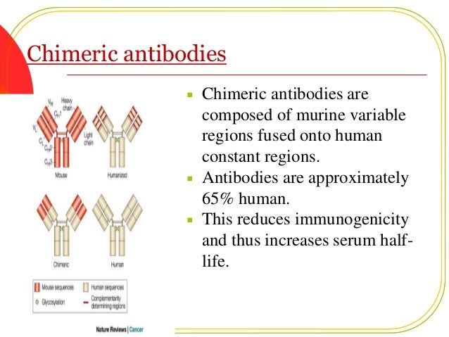 Monoclonal antibodies and gene therpy
