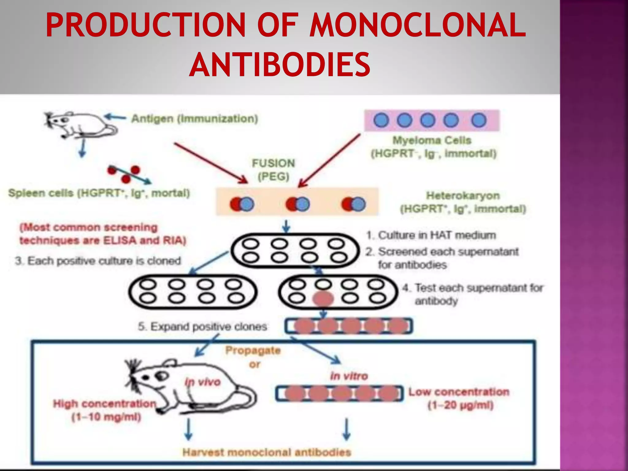 Monoclonal Antibodies & Antibody Engineering | PPTX