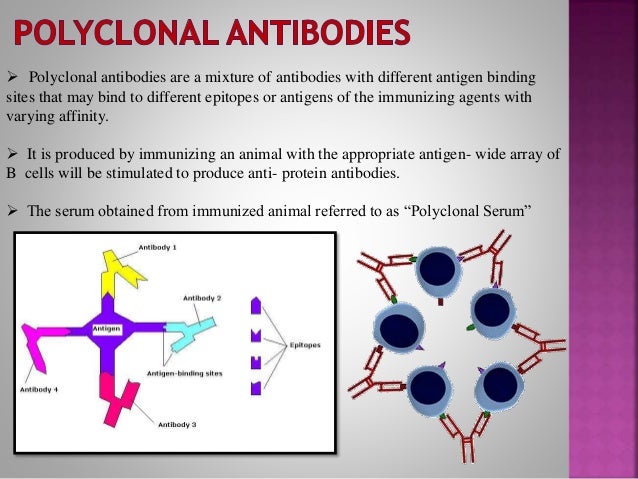 Monoclonal Antibodies & Antibody Engineering