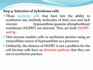 Monoclonal antibodies & hybridoma technology | PPTX