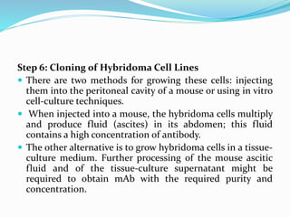 Monoclonal antibodies & hybridoma technology | PPTX