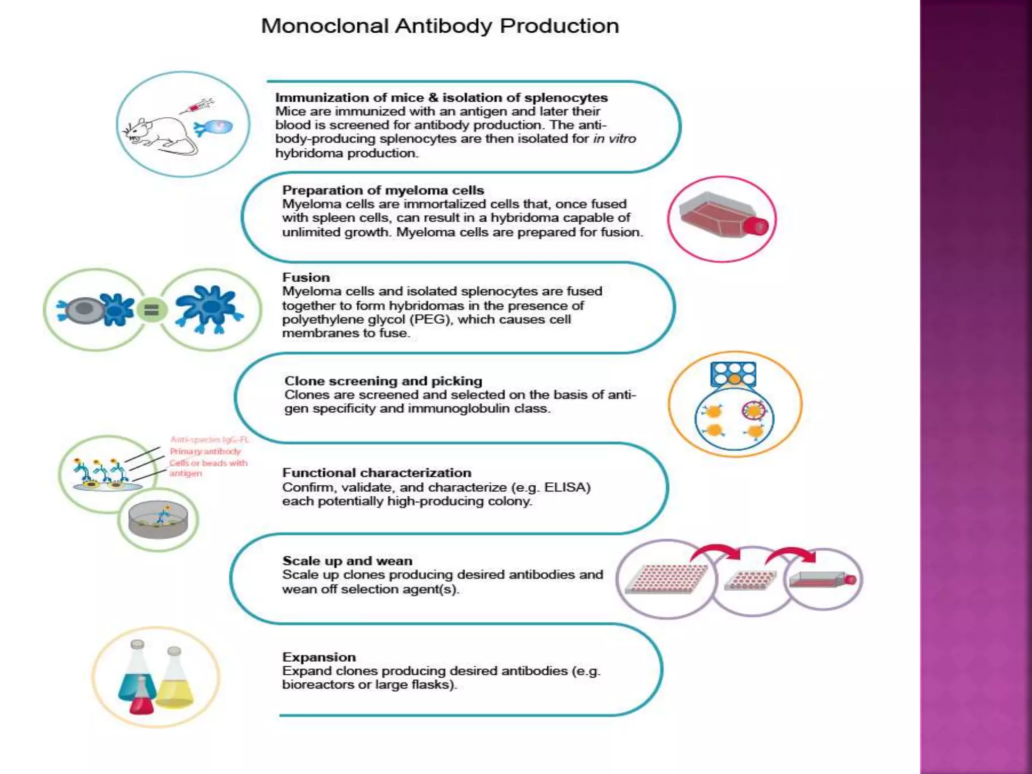 Monoclonal antibodies production | PPTX