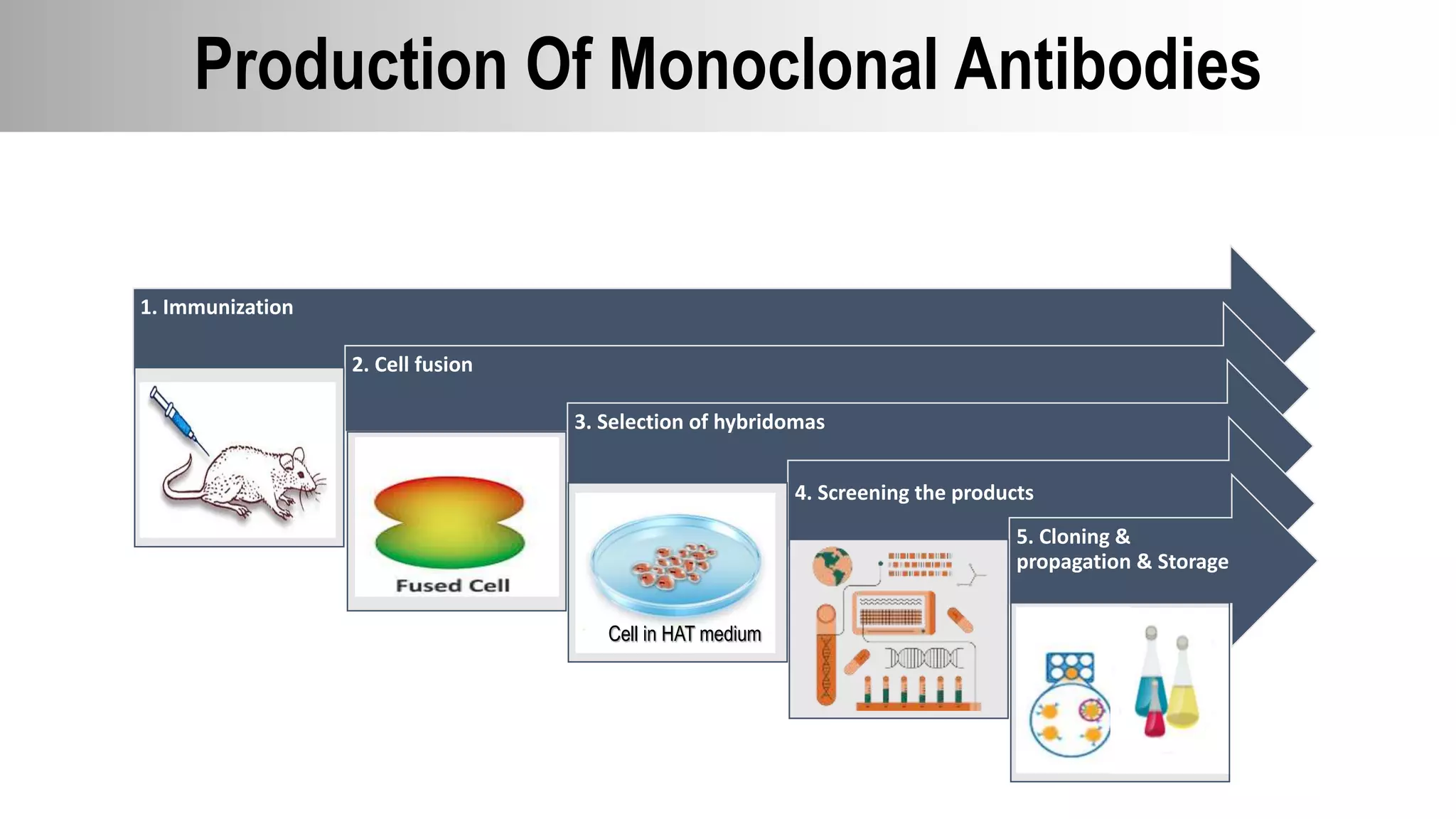Monoclonal Antibody | PPTX