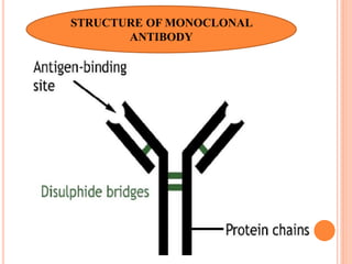Monoclonal Antibody | PDF | Cancer | Diseases and Conditions