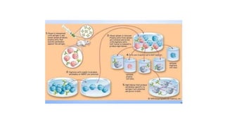 MONOCLONAL ANTIBODYPREPARATION AND EVALUATION | PPTX