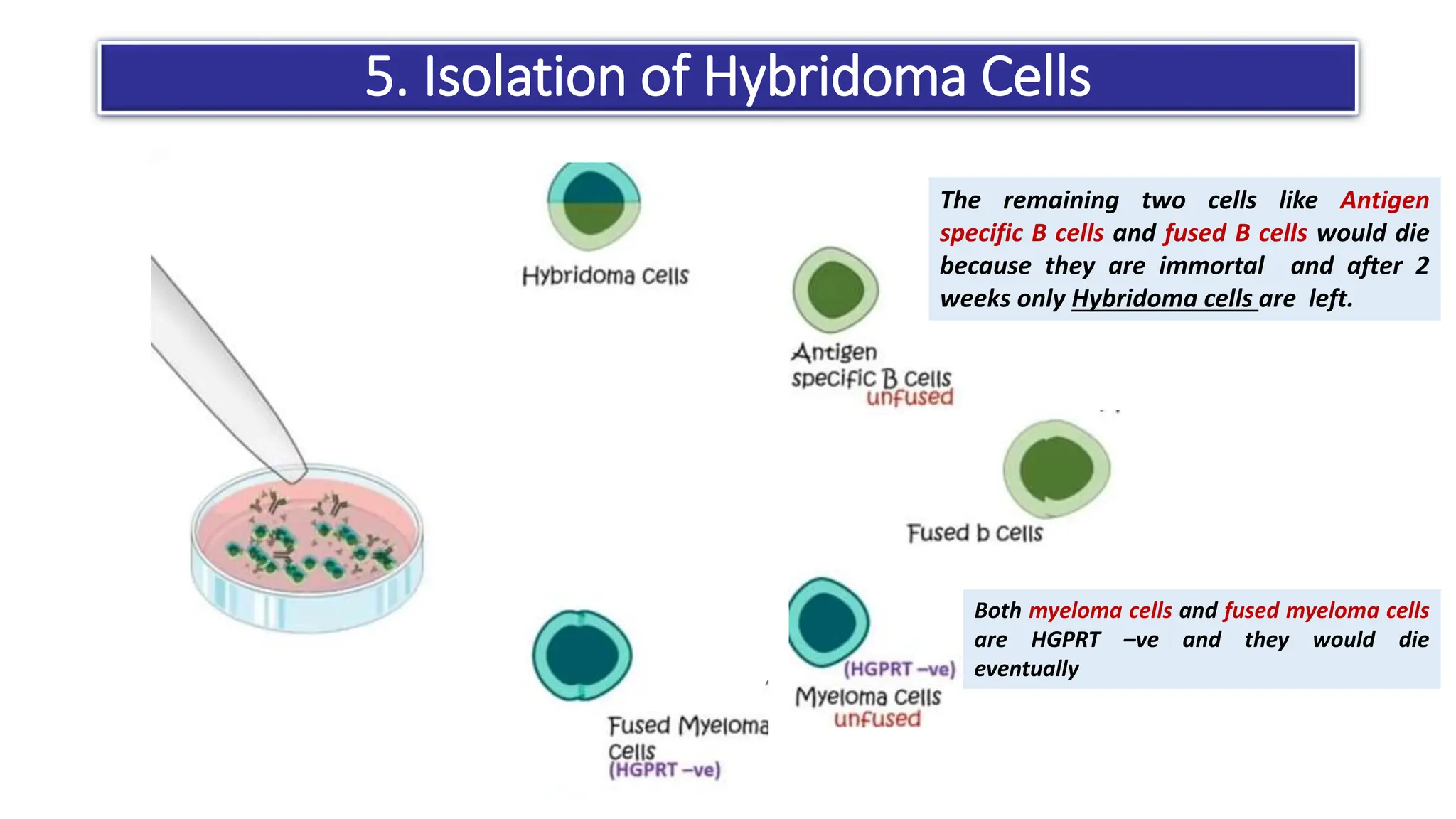Monoclonal antibody production by hybridoma technology | PPTX