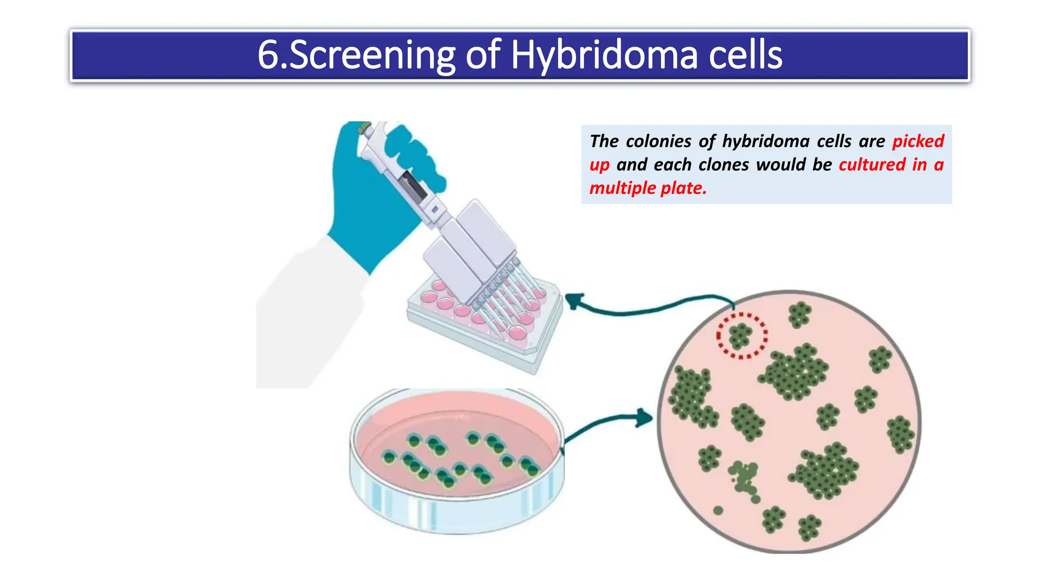 Monoclonal antibody production by hybridoma technology | PPTX