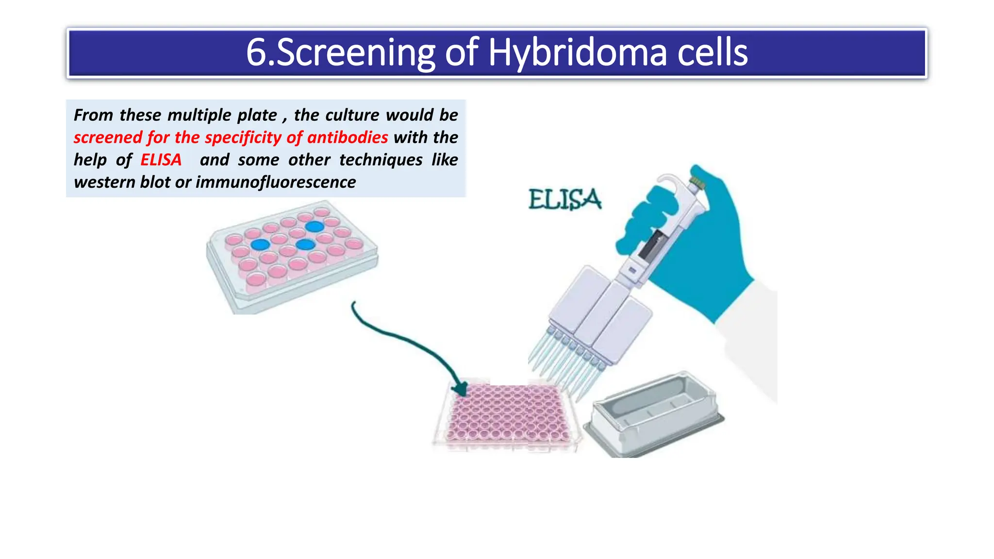 Monoclonal antibody production by hybridoma technology | PPTX