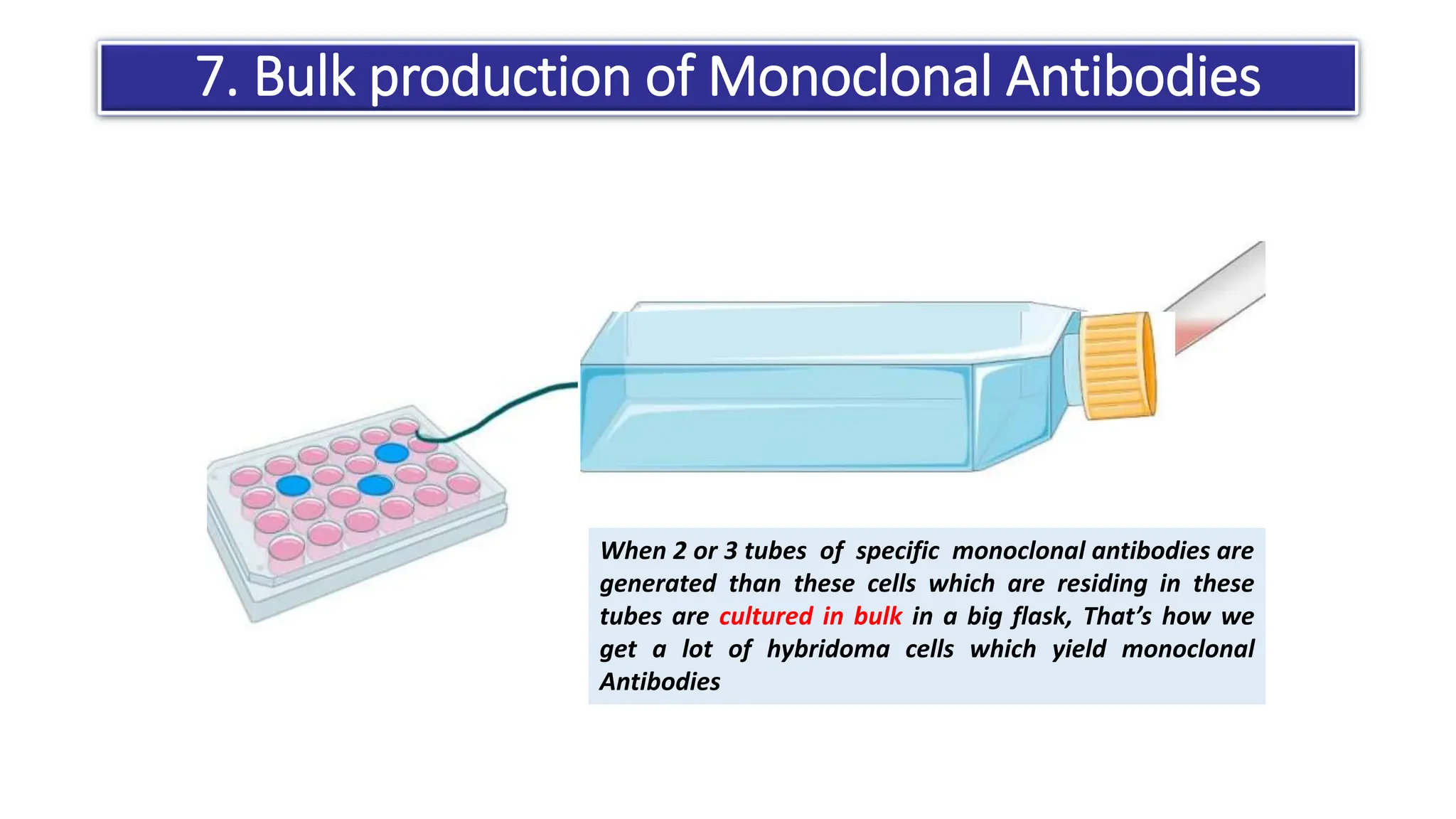 Monoclonal antibody production by hybridoma technology | PPTX