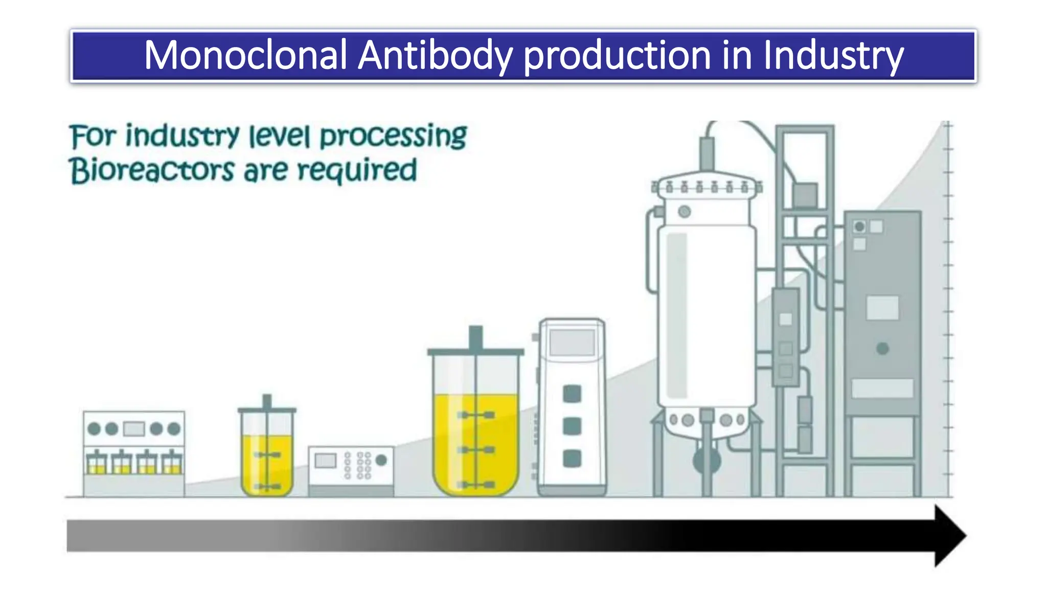 Monoclonal antibody production by hybridoma technology | PPTX