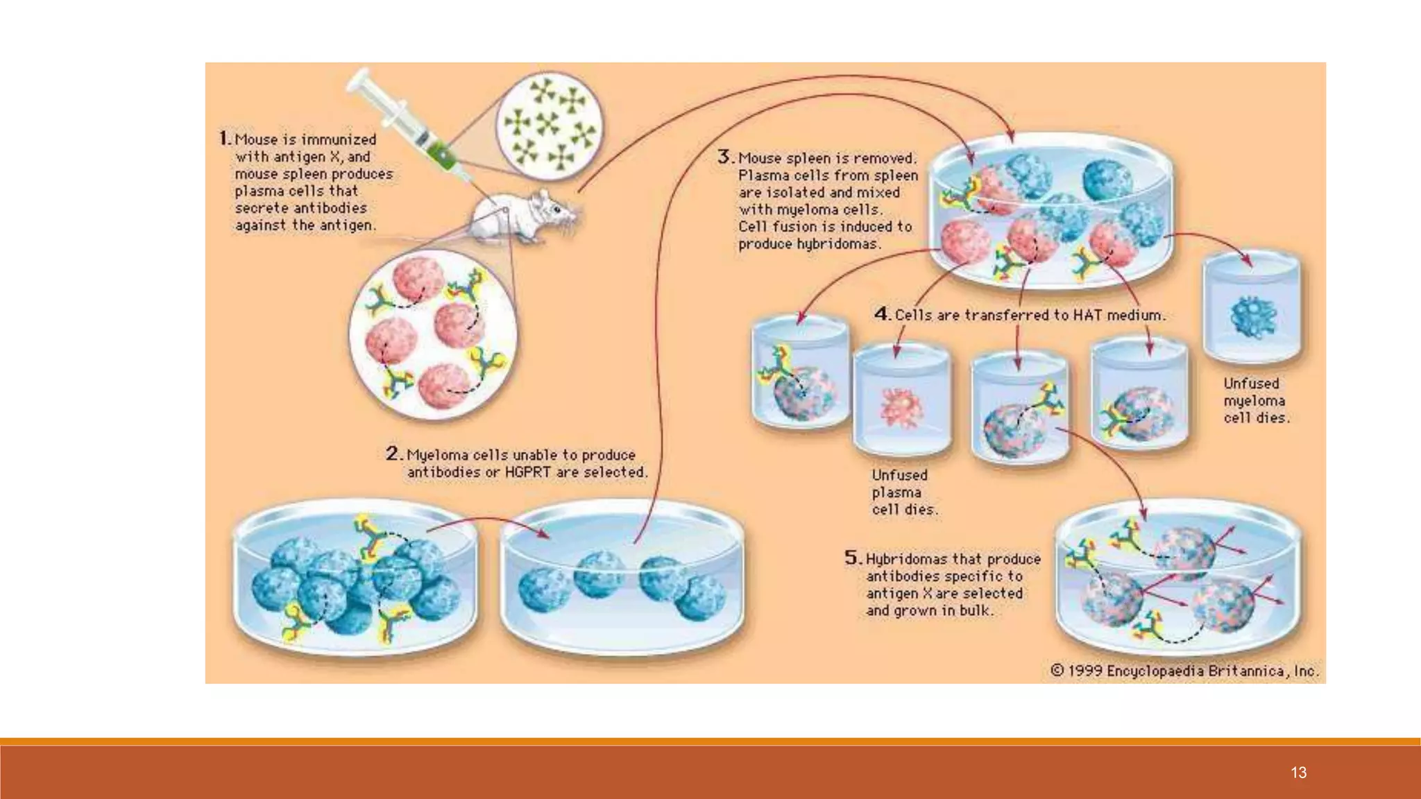 Monoclonal Antibody-Preparation & Application - MPH201T.pptx
