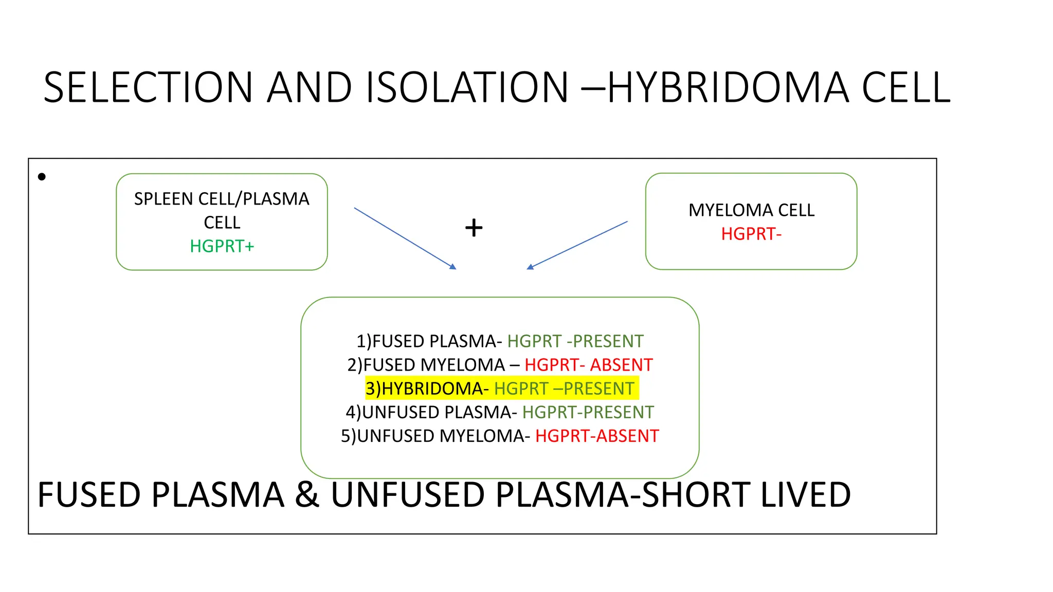 MONOCLONAL ANTIBODY HYBRIDOMA TECHNIQUES AND PRODUCTION.pptx