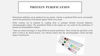 Monoclonal antibody immunology | PPT