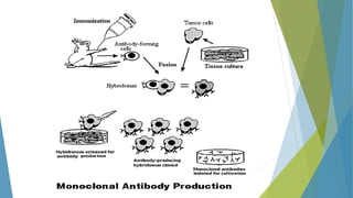 Monoclonal antibody production | PPTX