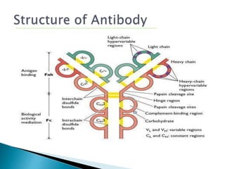Monoclonal And Polyclonal Antibody Production | PPTX