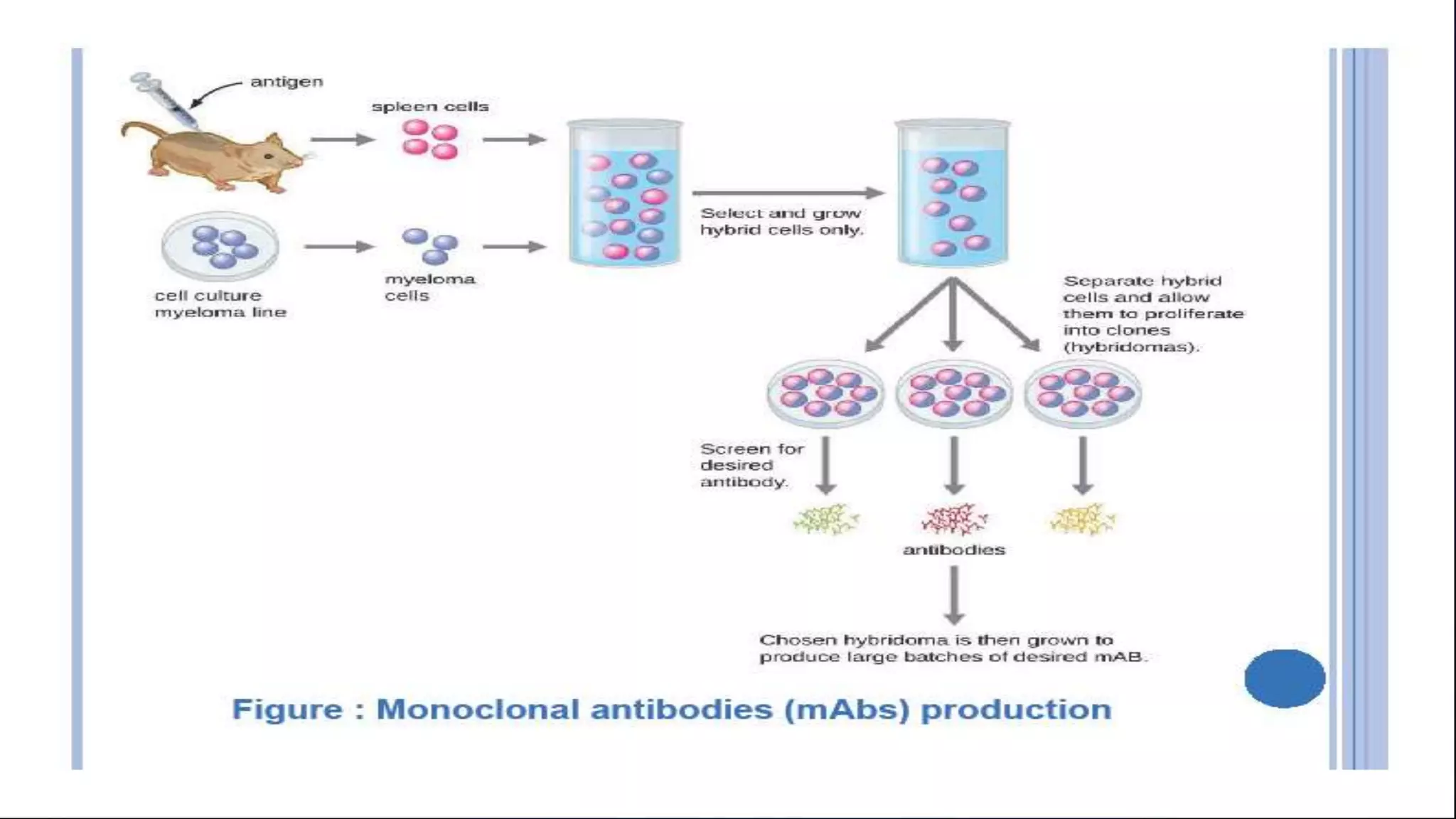 Monoclonal vs Polyclonal antibodies | PPTX