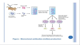 Monoclonal vs Polyclonal antibodies | PPTX