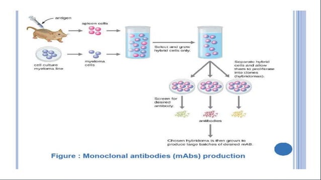 Monoclonal vs Polyclonal antibodies | PPTX | Blood Disorders | Diseases ...
