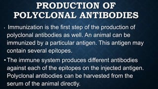 Monoclonal vs Polyclonal antibodies | PPTX
