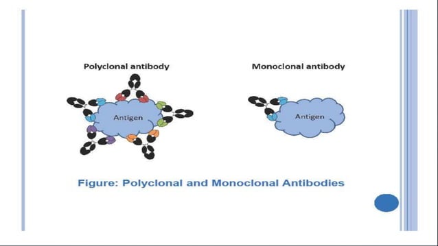 Monoclonal vs Polyclonal antibodies | PPTX | Blood Disorders | Diseases ...