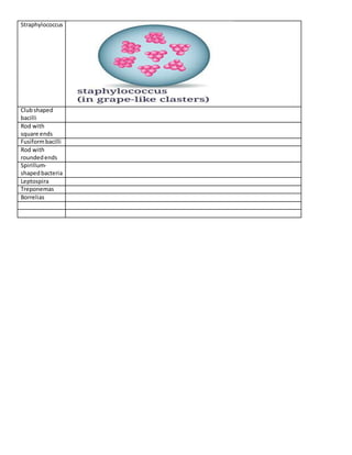 Monococcus bacteria.docx
