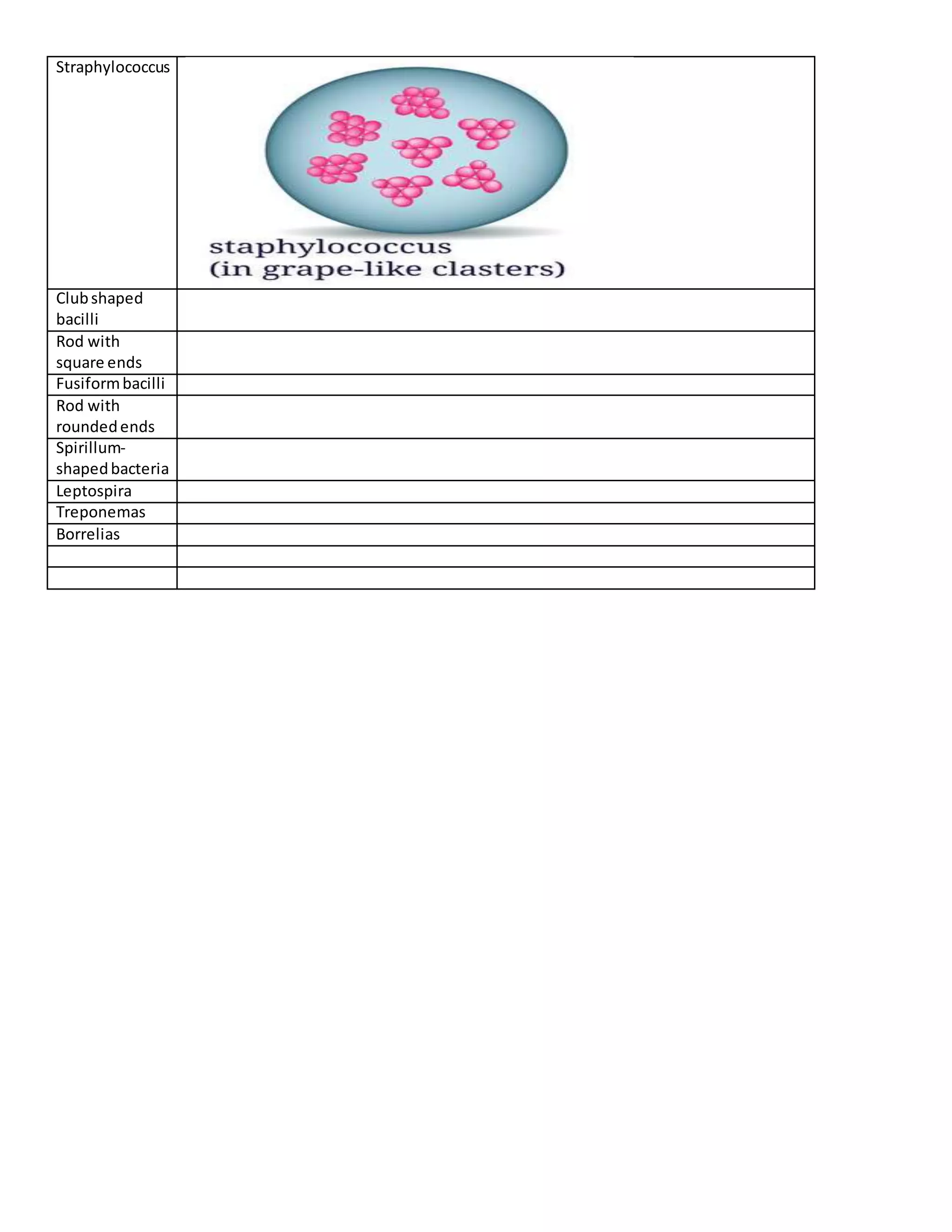 Monococcus bacteria.docx