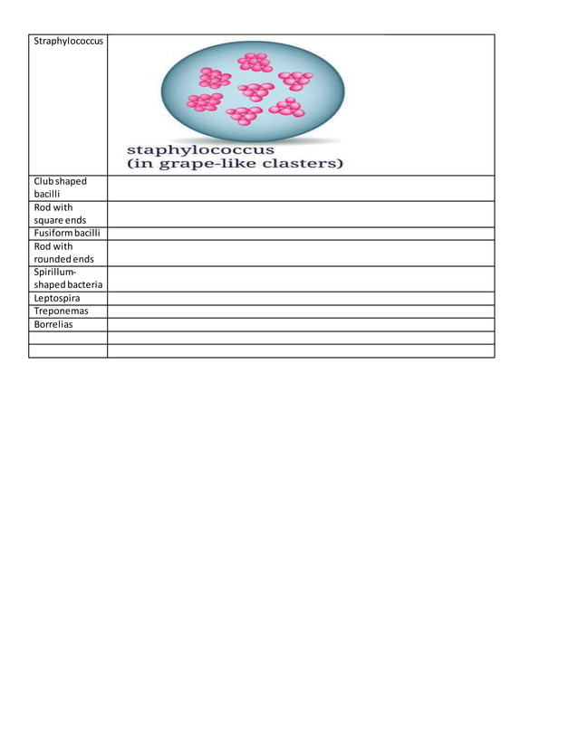 Monococcus bacteria.docx