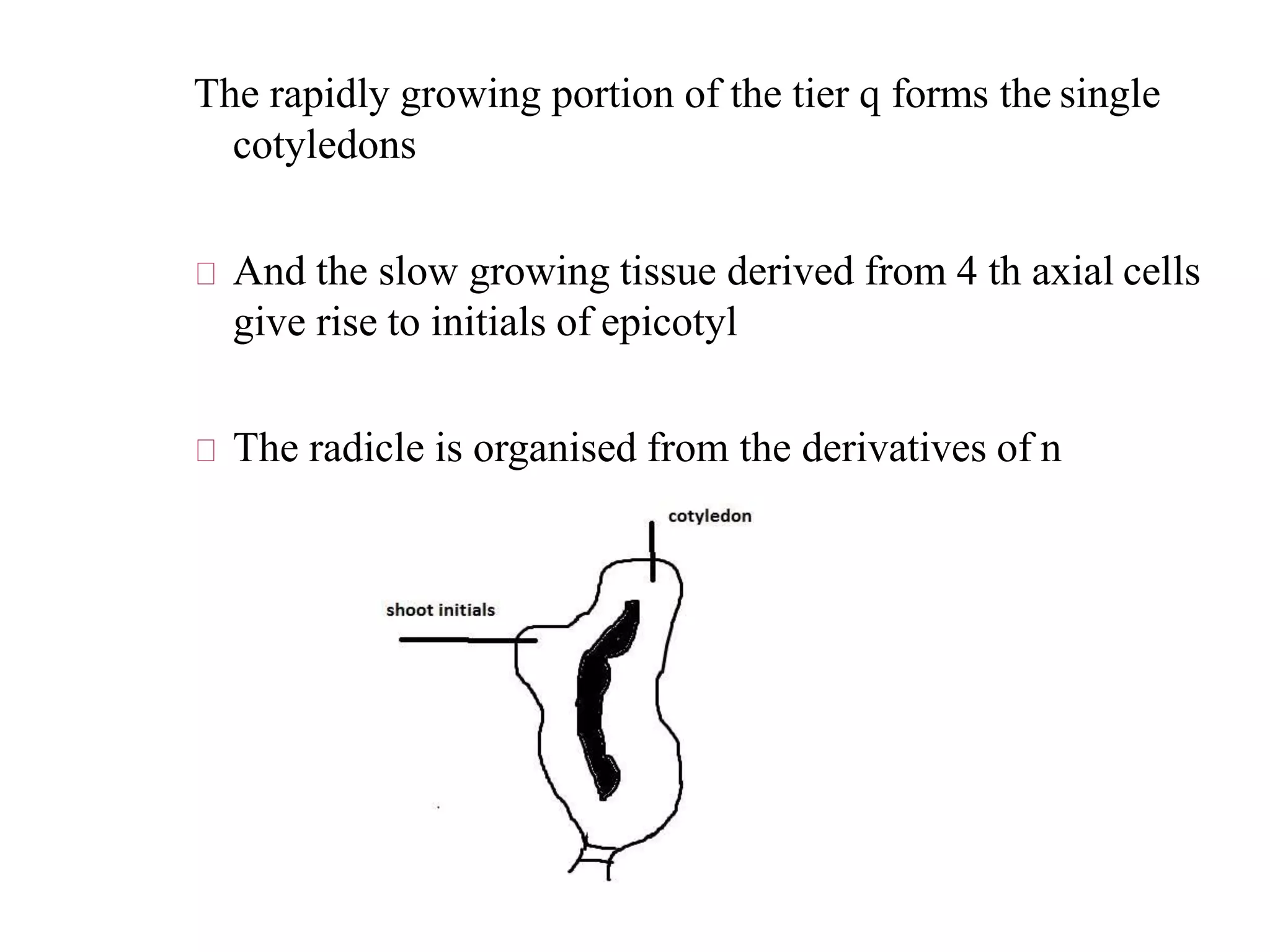Monocot and dicot | PPTX
